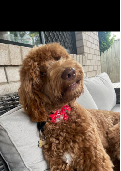 About Us – Remember Me Pet Cremations